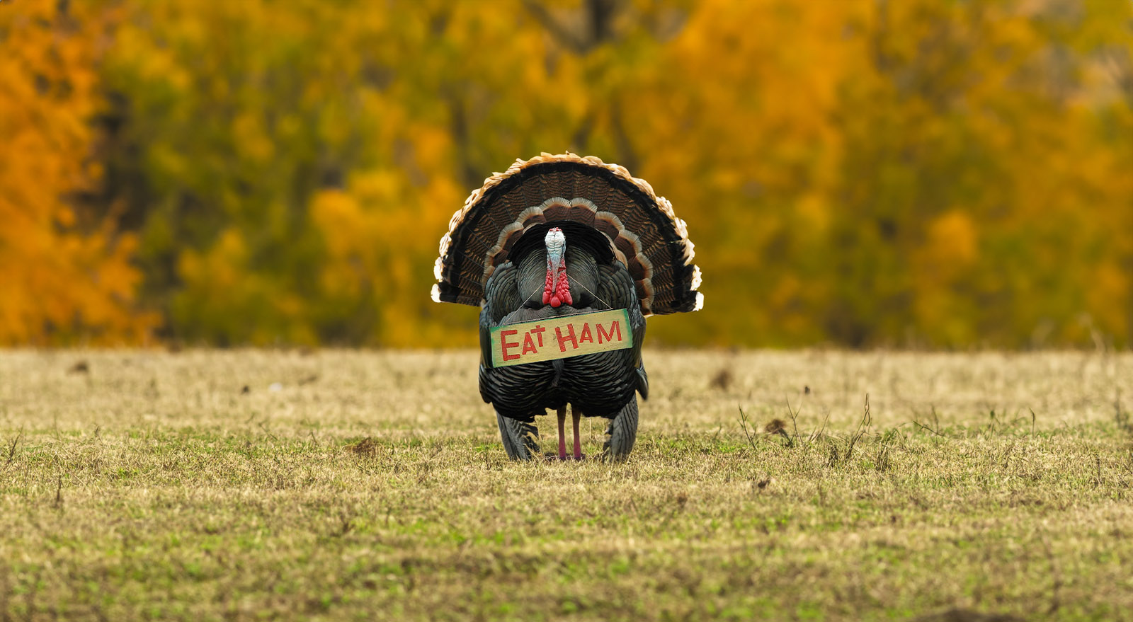 This or That: Thanksgiving Edition - Redonk Marketing | Blog